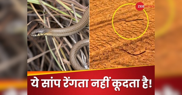 video of farmer seeing kangaroo snake goes viral actually legless ...