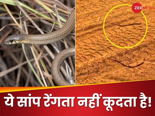 video of farmer seeing kangaroo snake goes viral actually legless ...