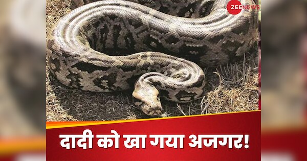 Viral News : खेत में काम कर रही महिला को निगल गया 23 फुट लंबा अजगर ...
