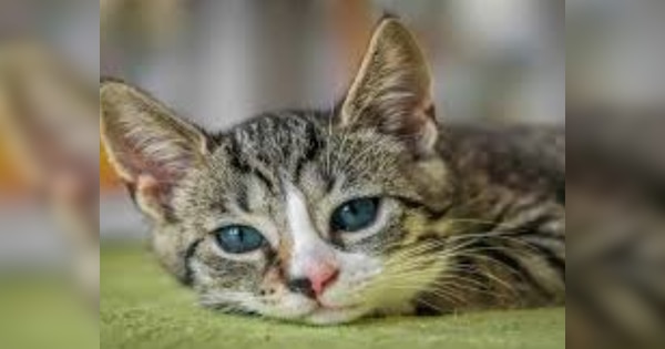 These animals know about tsunami earthquake and mishaps advance know ...