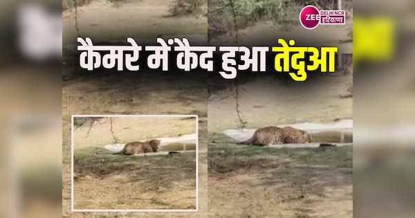 Leopard seen in Delhi Asola Bhatti Wildlife Sanctuary Rare sight ...