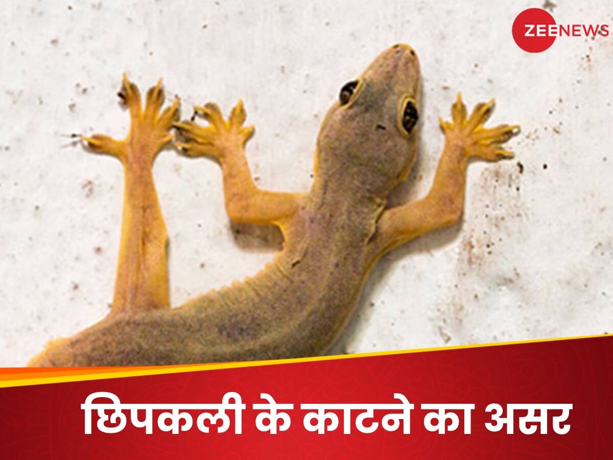 What will happen if lizard bites how many years they remain stuck to ...