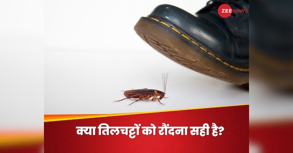 Why We should not step on to Crush Cockroach Pest Control Tips Know the ...