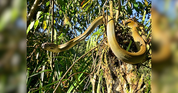 omg Papuan olive python snake with chameleons capabilities viral video ...