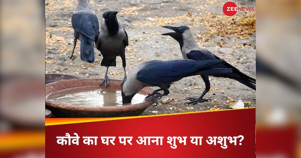 Astro Tips crow arrival at home is auspicious or inauspicious kauwa ka ...