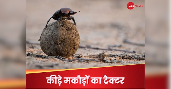 Dung beetle is Strongest insect in the world he can pull more then ...