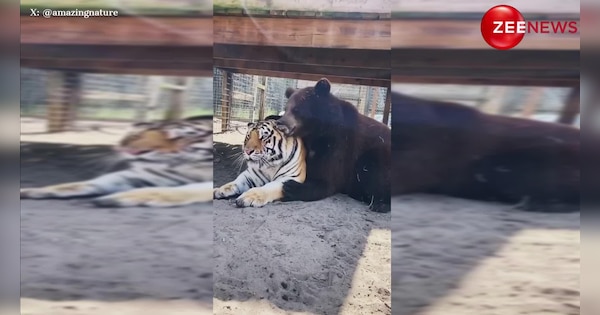 bear hugs tiger 5 second video two dangerous animal love rare sight of ...