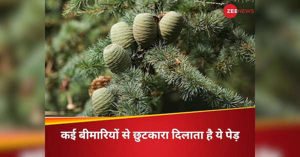 Devdaru gives relief from many diseases know its uses | हिंदू धर्म में ...