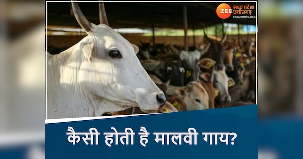 benefits a2 milk of malvi cow breed in govt animal breeding center agar ...