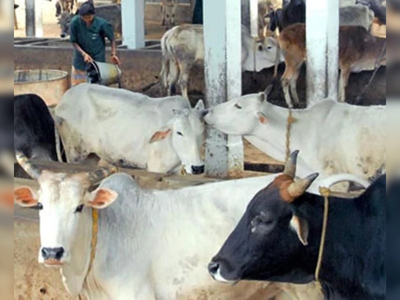 benefits a2 milk of malvi cow breed in govt animal breeding center agar ...