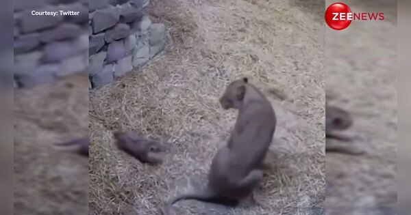 lioness scared of her little cub video get millions of views viral ...