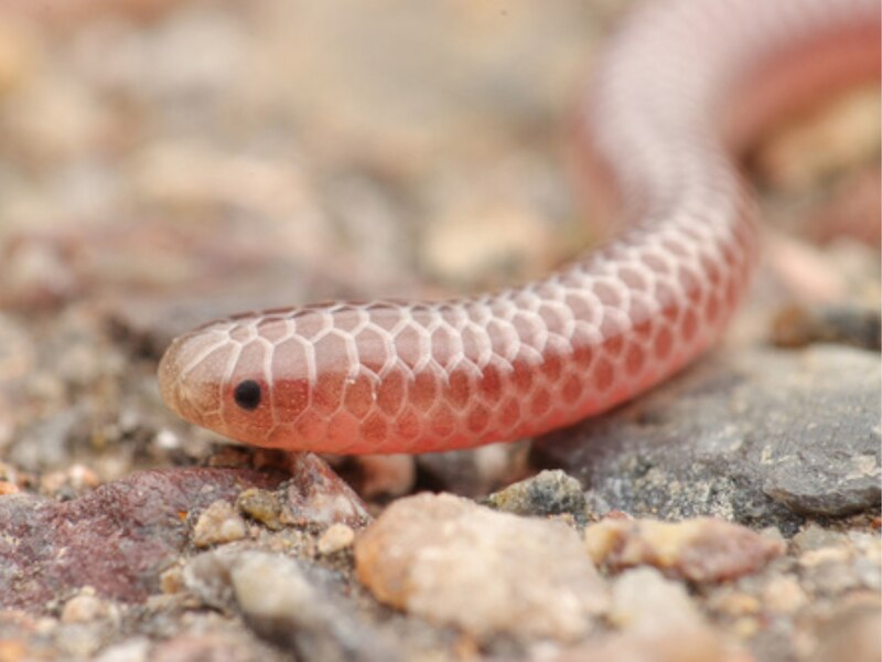 Top 7 cutest snakes in the world | Cutest Snake: डरिए मत! ये 7 सांप हैं ...