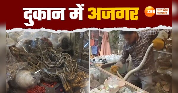 giant python sitting in shop counter shopkeeper shock to see video ...