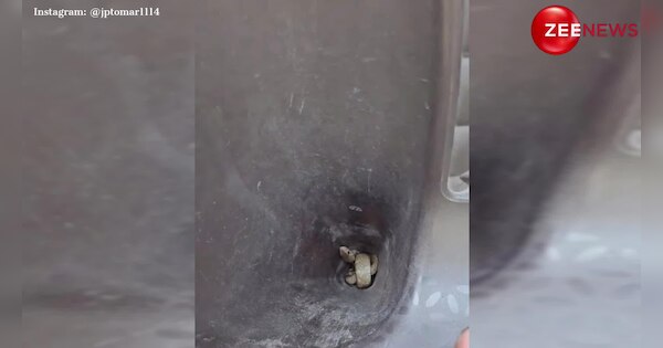 snake hiding inside plastic chair man recorded shared online sparks ...