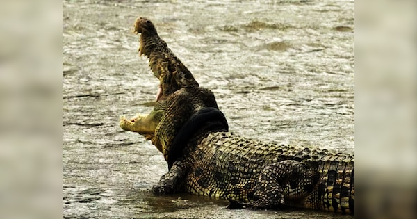 Bahraich Boy Killed by Man Eating Crocodile Uttar Pradesh | Katra Saryu Ghat Crocodile Bahraich ...