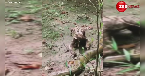 sloth fearlessly crawls past on anaconda first time you will ever see ...