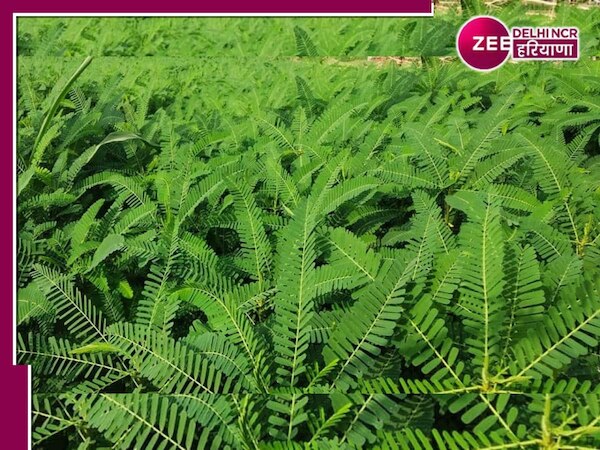 Haryana News: हरियाणा सरकार का बड़ा ऐलान, ढेंचा उगाने पर हरियाणा सरकार ...