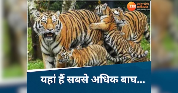 mp gk which tiger reserve in mp has most tigers know where and how many ...