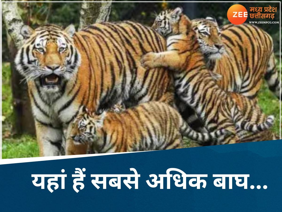mp gk which tiger reserve in mp has most tigers know where and how many ...