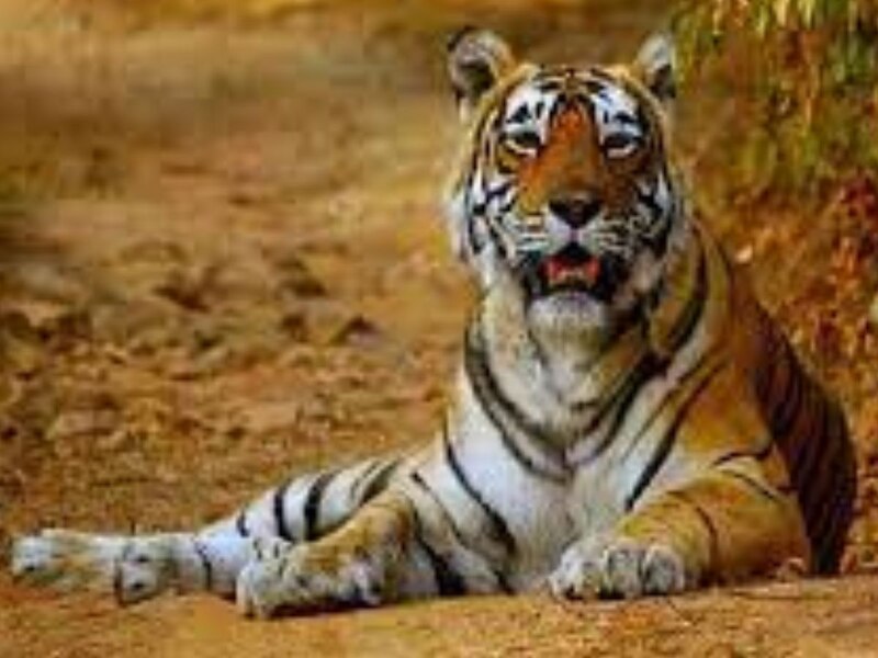 mp gk which tiger reserve in mp has most tigers know where and how many ...