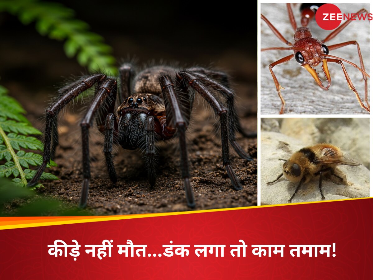top 6 most dangerous and deadliest insects in world that can give death ...