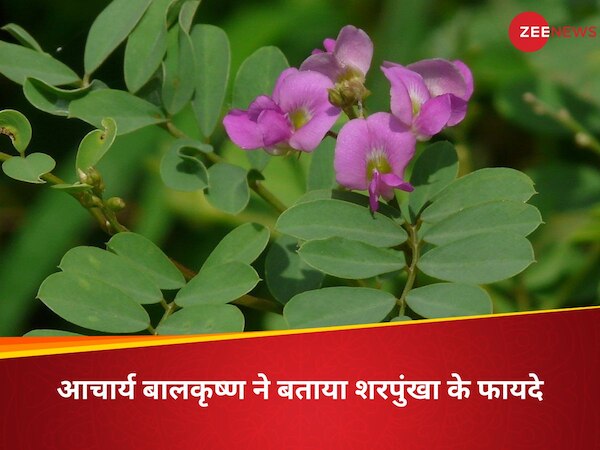 Acharya Balkrishna advised to use Sharapunkha for liver related ...