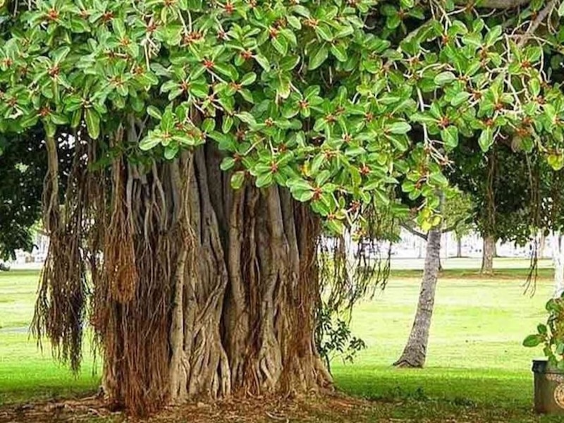 mp gk baragad ka ped state tree of madhya pradesh banyan tree ayurvedic ...