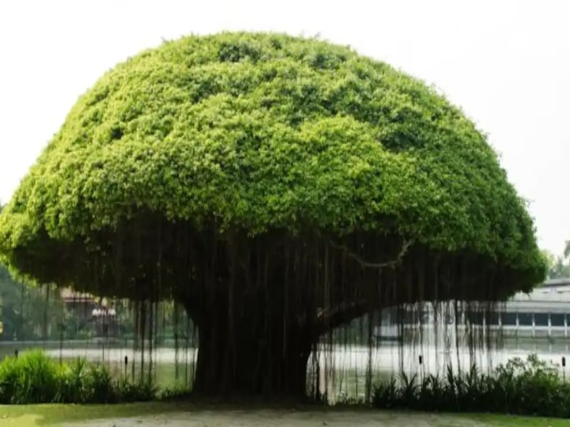 mp gk baragad ka ped state tree of madhya pradesh banyan tree ayurvedic ...