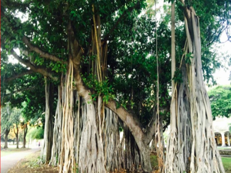 mp gk baragad ka ped state tree of madhya pradesh banyan tree ayurvedic ...