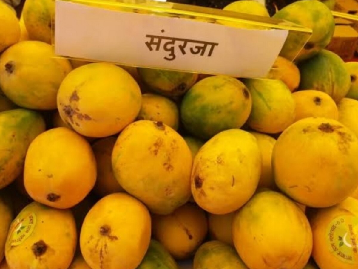 sweetest variety of mangoes available in mp rewa sunderja mango can be ...
