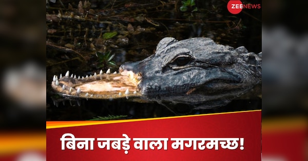 Viral Video Oh my God how is he alive People were stunned to see the ...