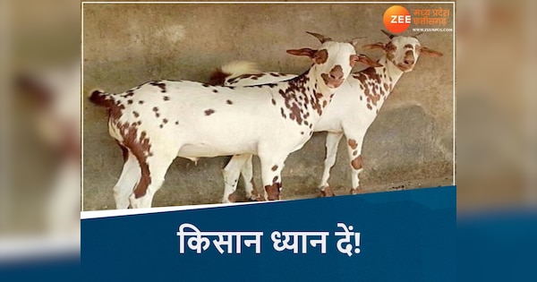 mp best breeds of goat farming jamunapari barbari farming for meat milk ...