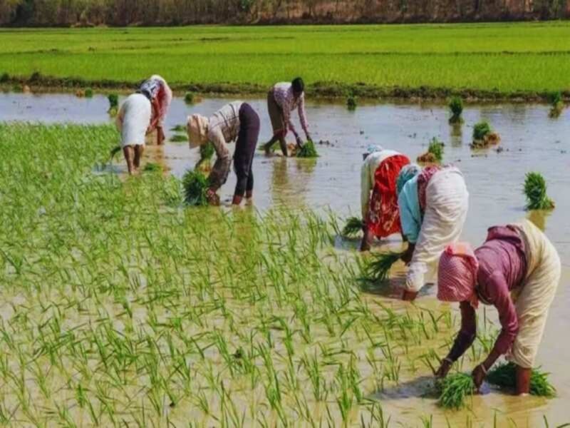 when to do direct sowing of paddy farming tips for mp farmer before ...
