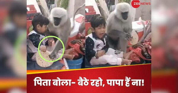 लंगूर ने छीनी बच्चे की रोटी! | Viral Video monkey snatched the childs bread father kept making ...