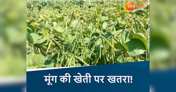 how to protect from yellow mosaic disease of moong farming tips for mp ...