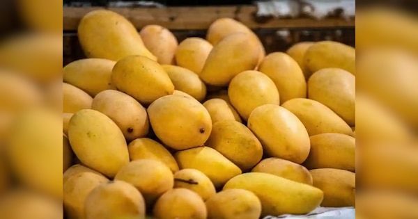 bhopal 30 to 40 tonnes of mangoes are being sold daily demand for badam ...