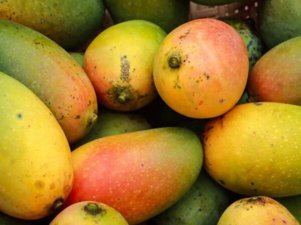 bhopal 30 to 40 tonnes of mangoes are being sold daily demand for badam ...