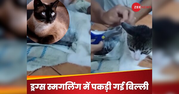 Narco Cat caught on camera Cat used for drug smuggling in Costa Rica ...