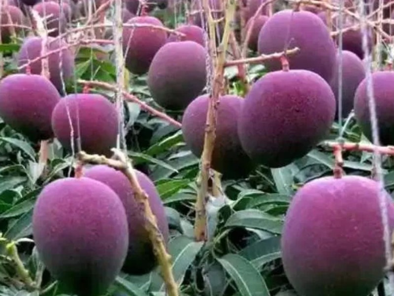 mp gk which districts of madhyapardesh have highest production of ...