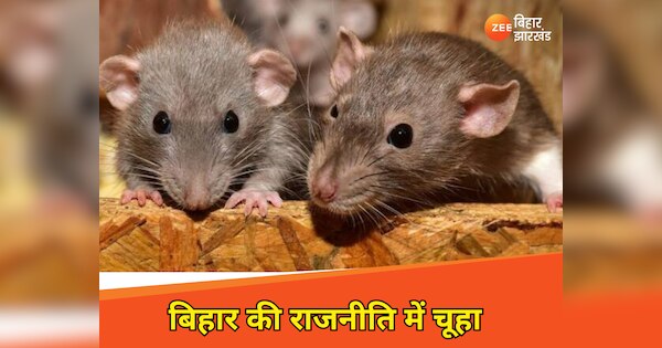Bihar rats were drug addicts and now they become man eaters eat five ...