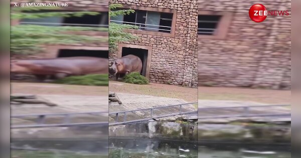 hippopotamus chasing a man opened wide mouth to eat him viral video ...