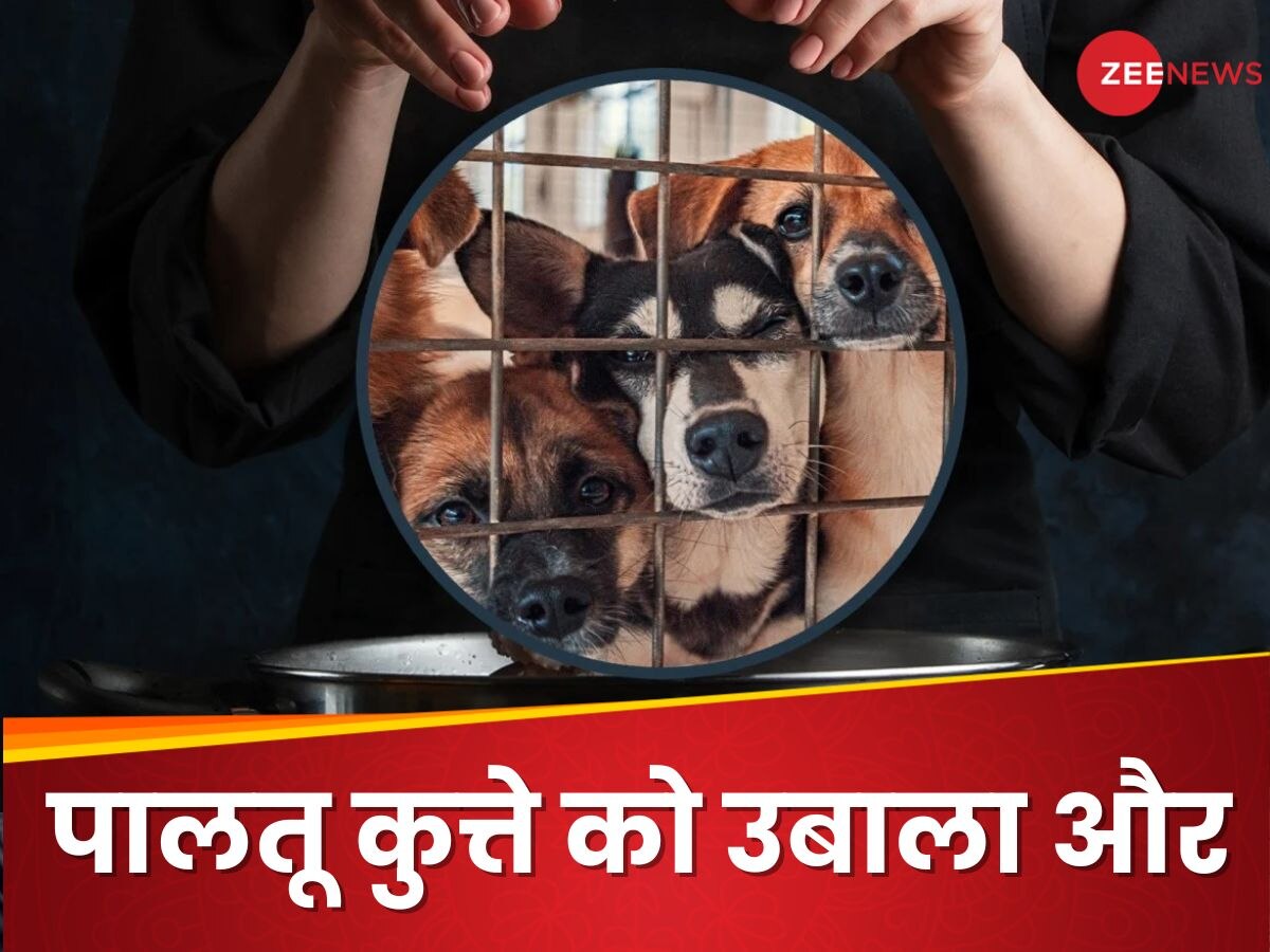 Chinese woman shop owner who adopts stray dogs then killed cooked them ...