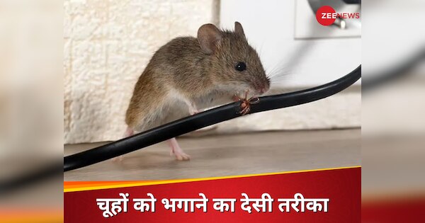 How to remove rats from home 5 desi methods to remove rat and keep them ...