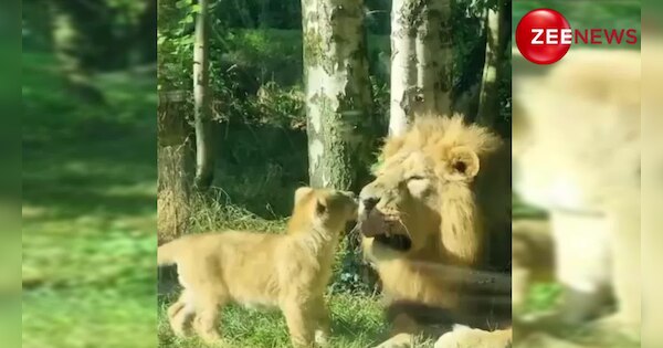 lion king scared of lioness while loving his cub people says wife is ...