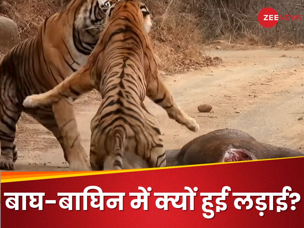 बाघ का शिकार चुराना चाहती थी बाघिन | Tiger Viral Video: tigress want to ...