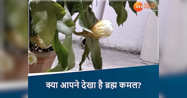 brahma kamal phool blooms in korba home delights chhattisgarh devotees ...