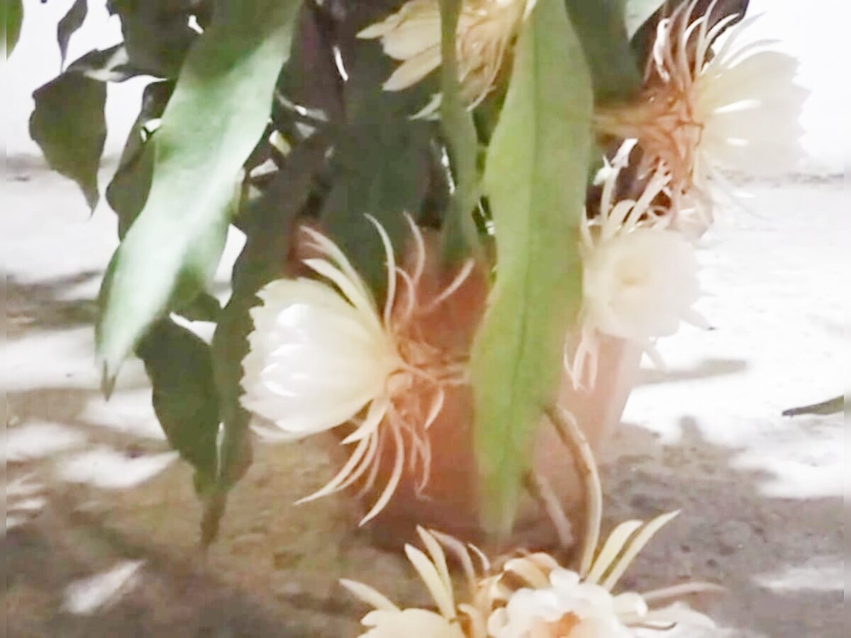 brahma kamal phool blooms in korba home delights chhattisgarh devotees ...