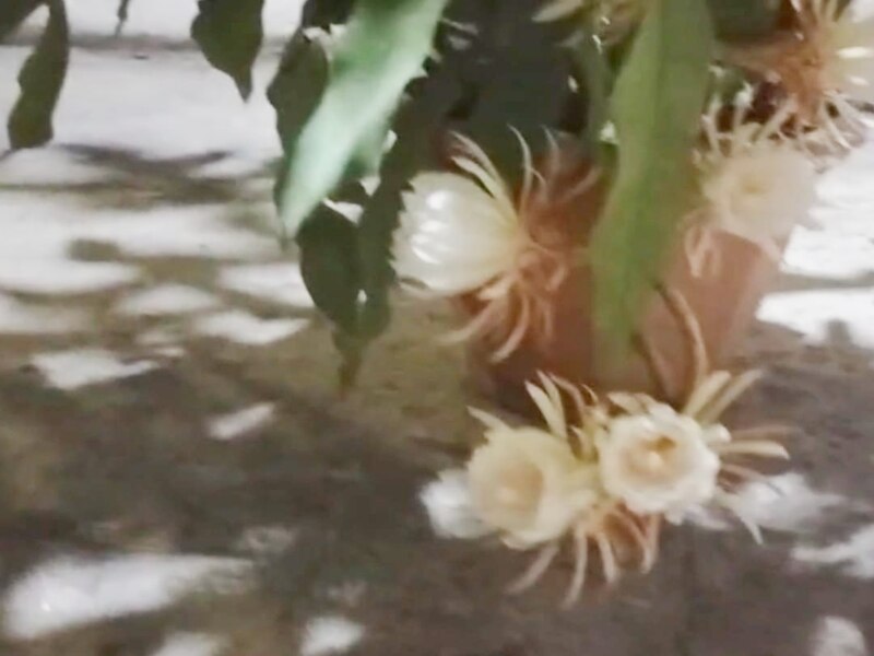 brahma kamal phool blooms in korba home delights chhattisgarh devotees ...