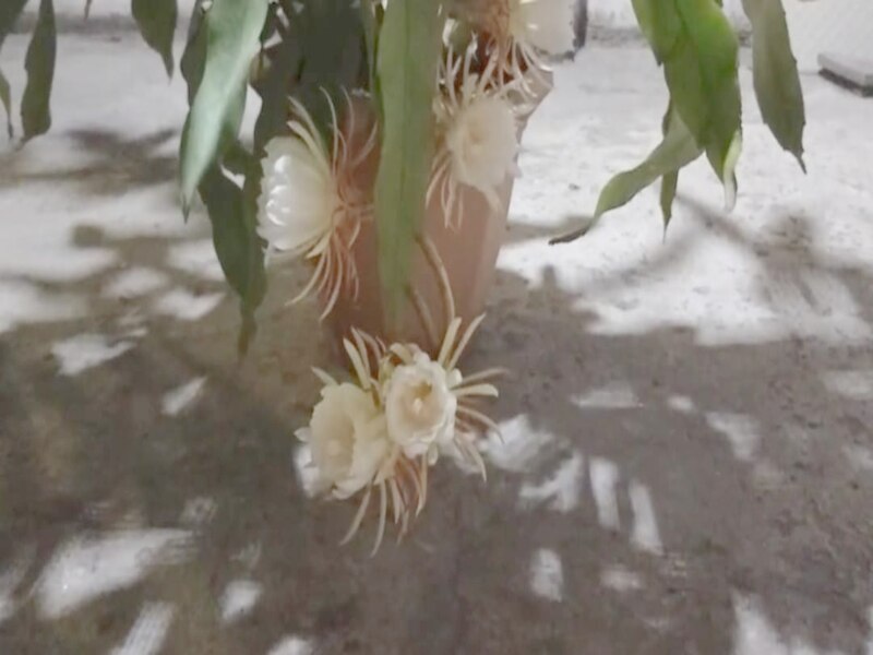 brahma kamal phool blooms in korba home delights chhattisgarh devotees ...