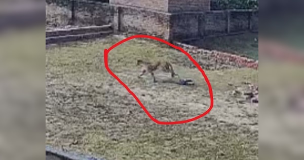 leopard enter Varanasi area and attacked on three youth leopard attack ...